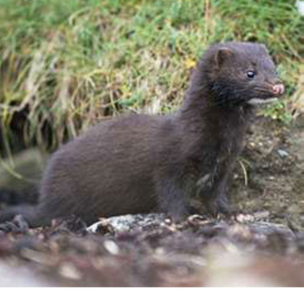 Conservación de la Fauna