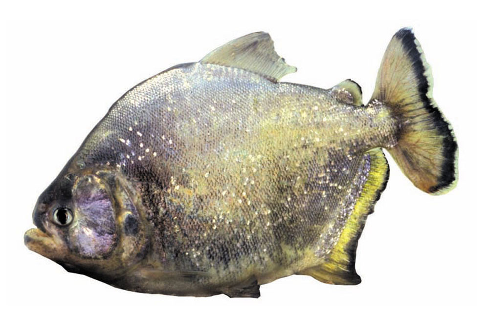 Conservación de la Fauna