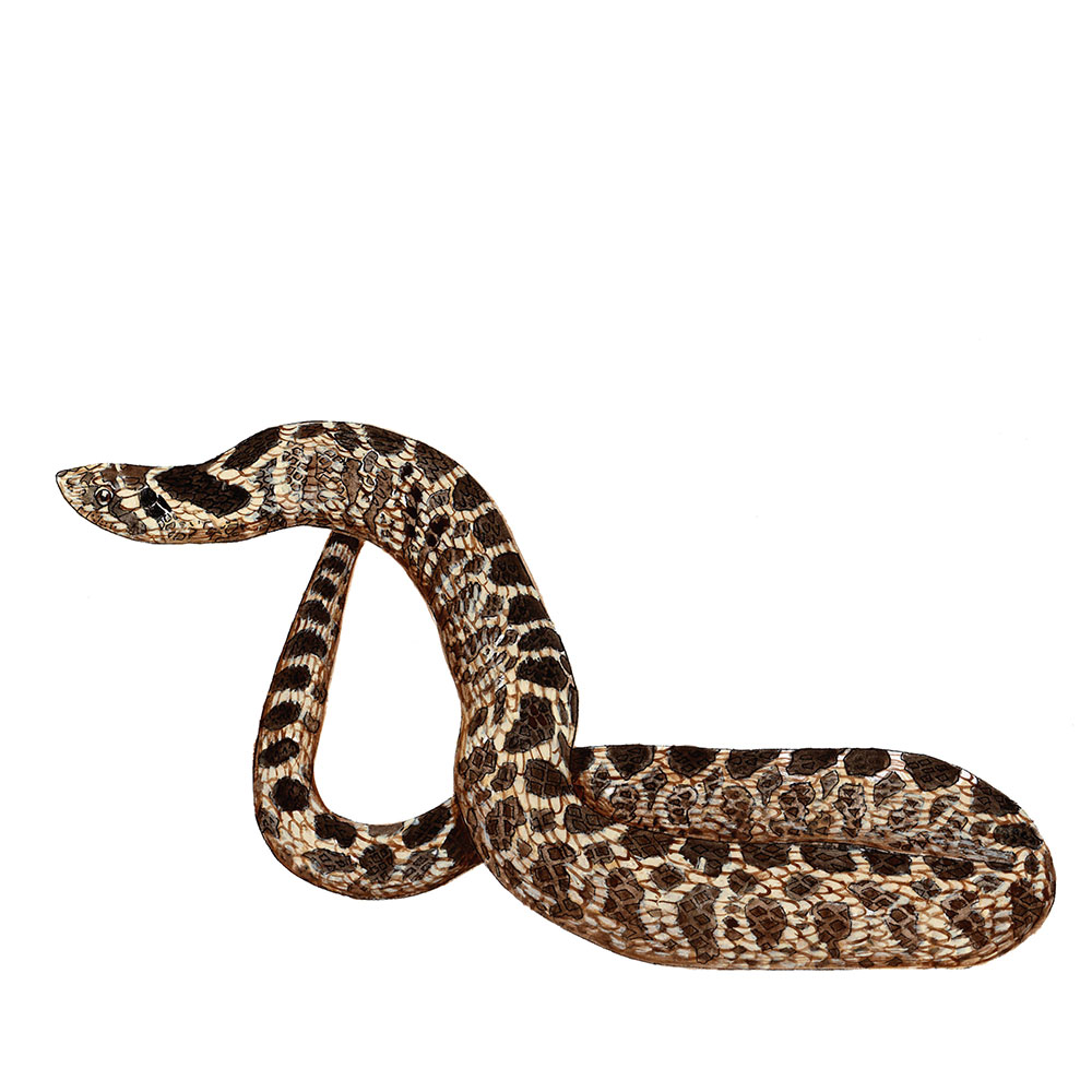 Conservación de la Fauna