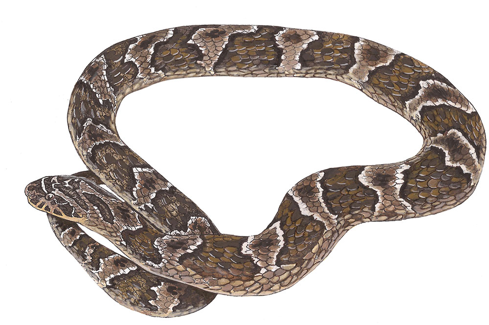 Conservación de la Fauna