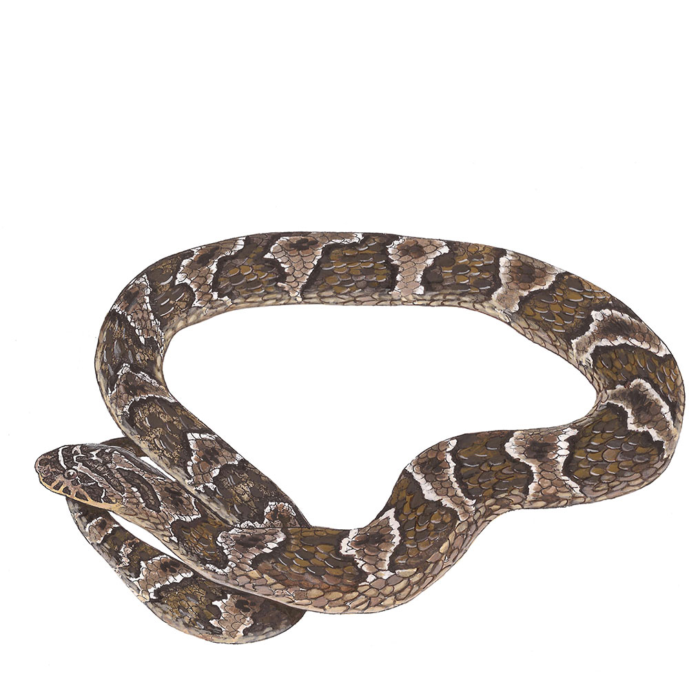 Conservación de la Fauna
